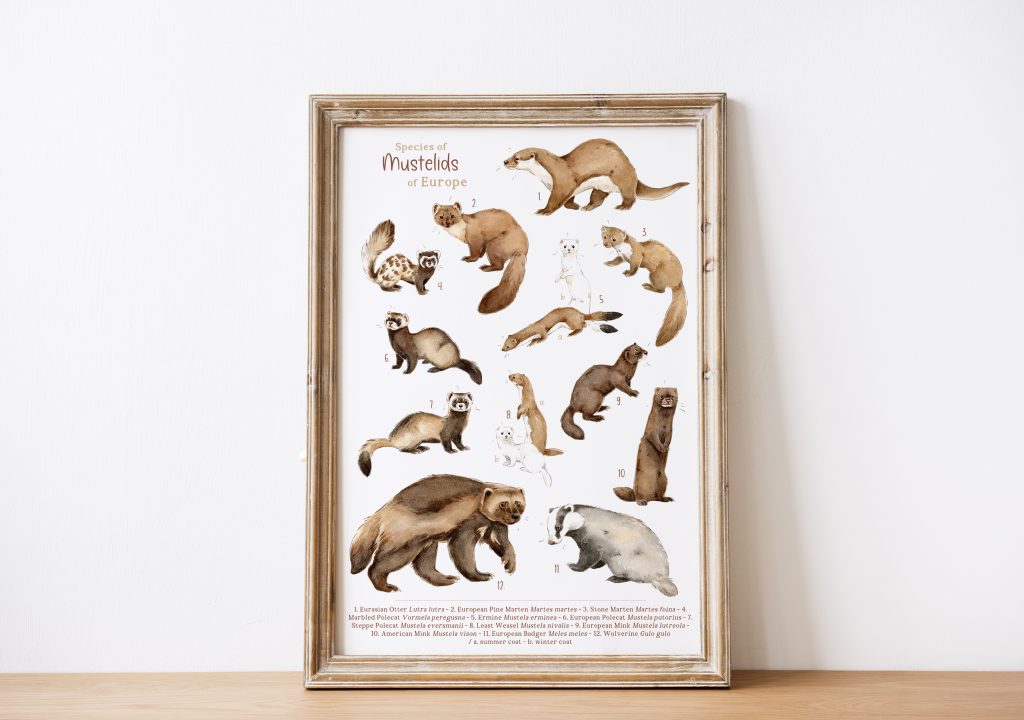 Naturalist Poster | Species of Mustelids of Europe - Delphine Dion