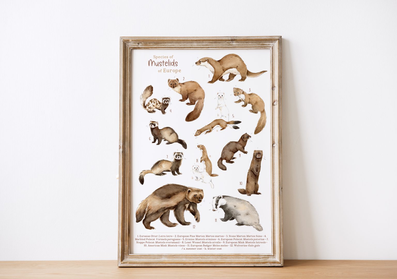 Naturalist Poster | Species of Mustelids of Europe - Delphine Dion