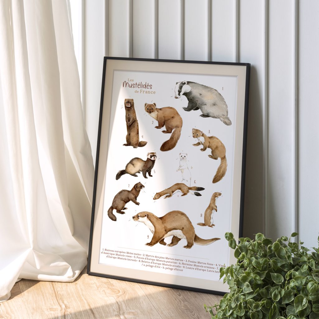 Naturalist Poster | Species of Mustelids of Europe - Delphine Dion