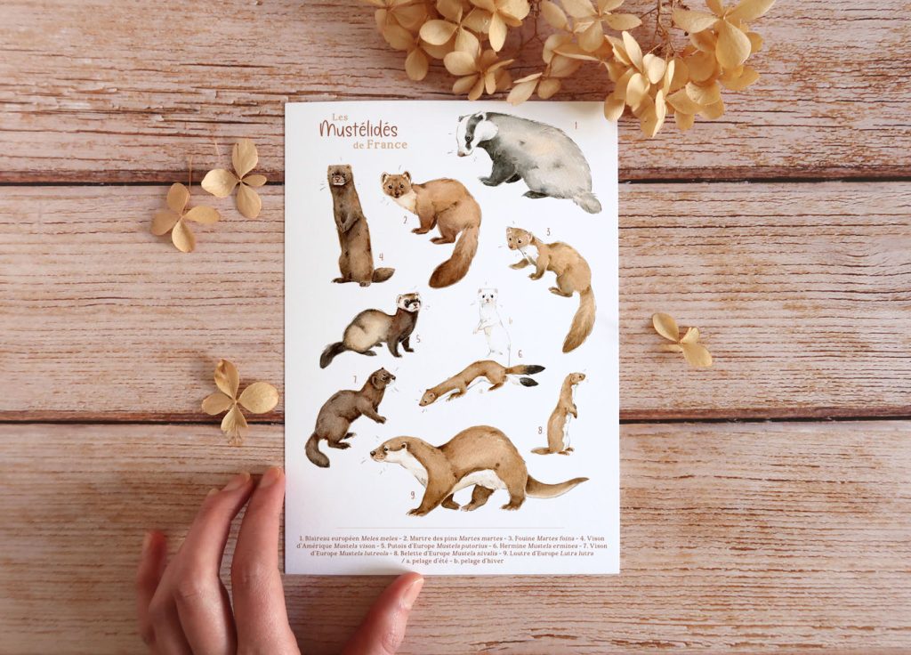 Naturalist Poster | Species of Mustelids of Europe - Delphine Dion