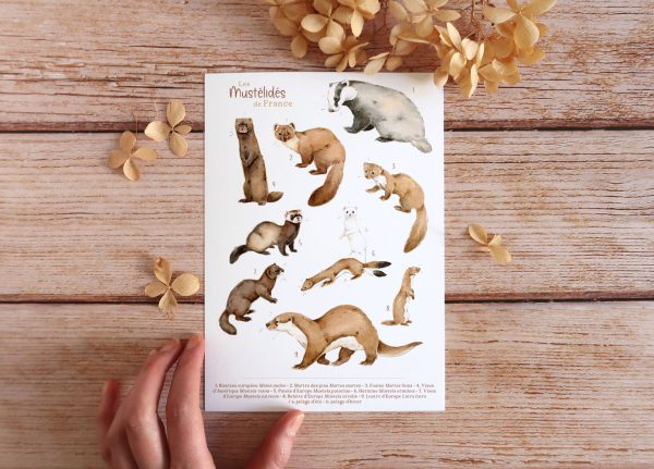 Naturalist Poster | Species of Mustelids of Europe - Delphine Dion