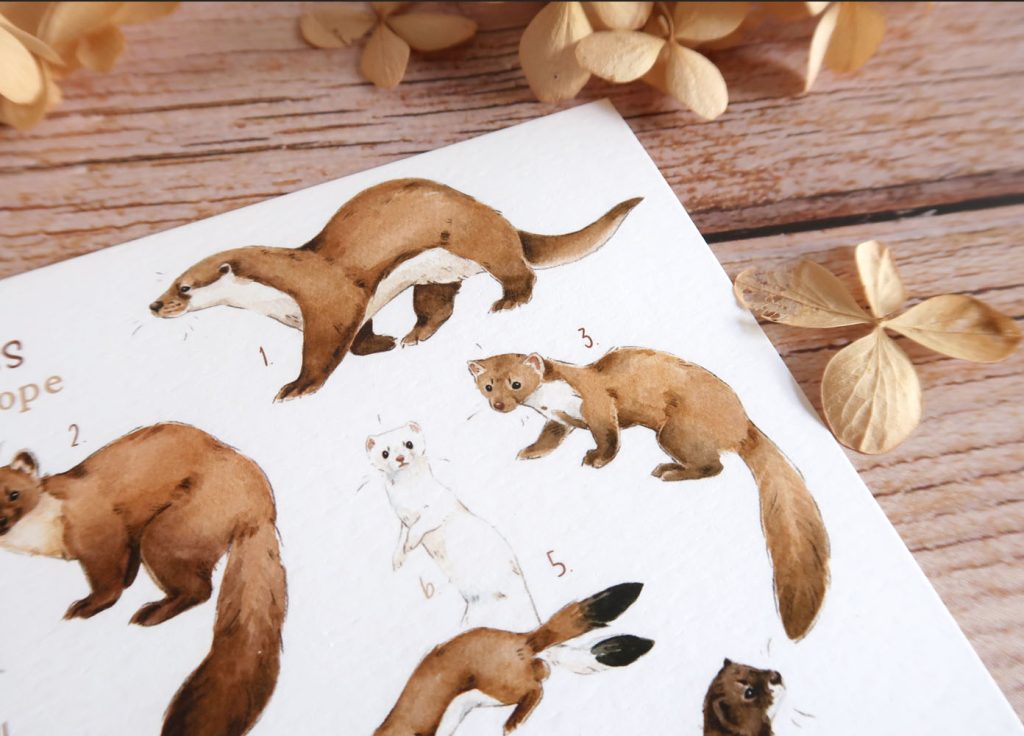 Naturalist Poster | Species of Mustelids of Europe - Delphine Dion