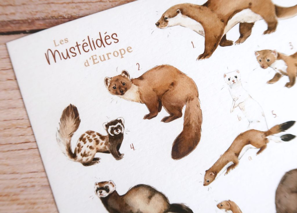 Naturalist Poster | Species of Mustelids of Europe - Delphine Dion