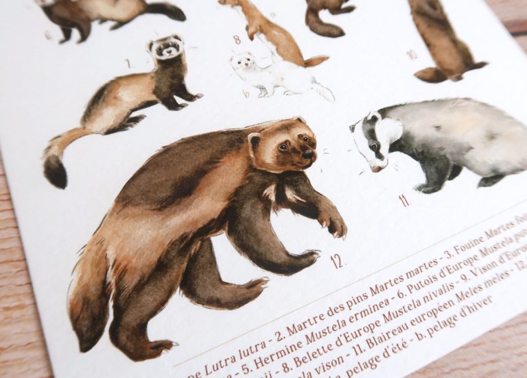 Naturalist Poster | Species of Mustelids of Europe - Delphine Dion