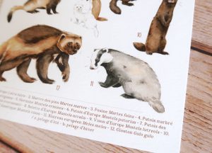 Naturalist Poster | Species of Mustelids of Europe - Delphine Dion